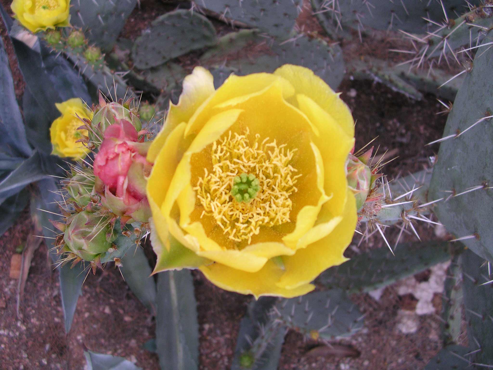 Desert Foliage at Sylvan Moon Photography