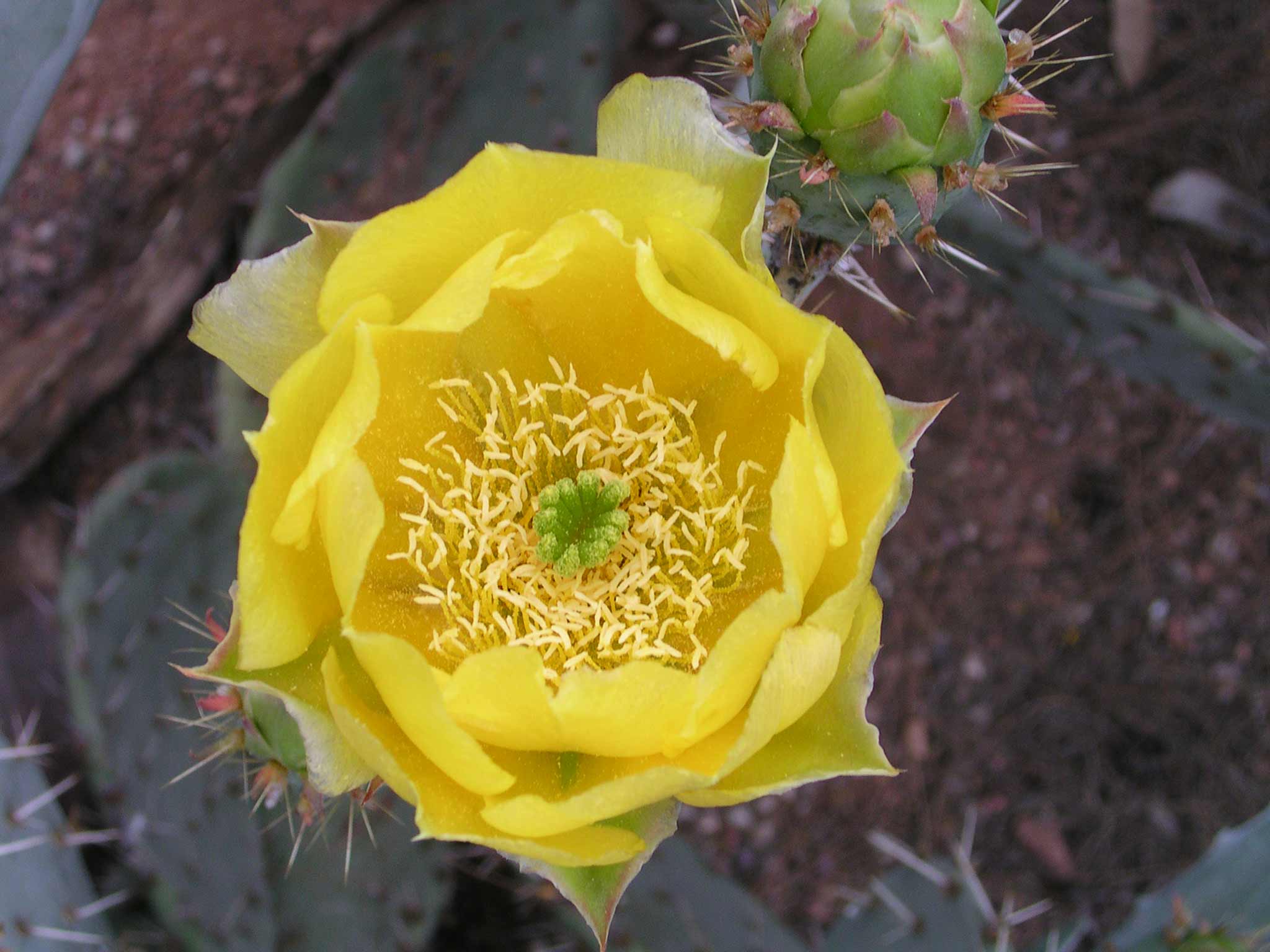 Desert Foliage at Sylvan Moon Photography