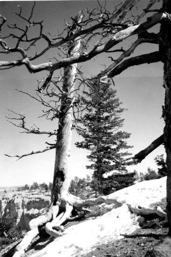 Black & White at Sylvan Moon Photography