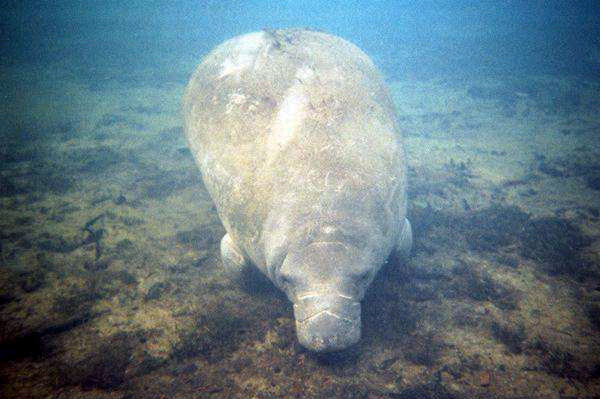 Sea Cow Gallery at Sylvan Moon Photography